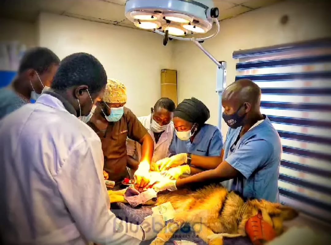 Shop - BlueBlood Veterinary